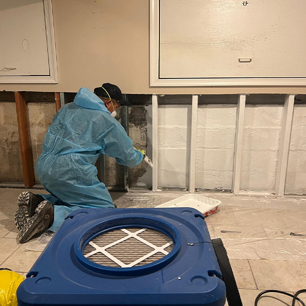 Mold Removal and Mold Remediation Specialist Elizabeth NJ